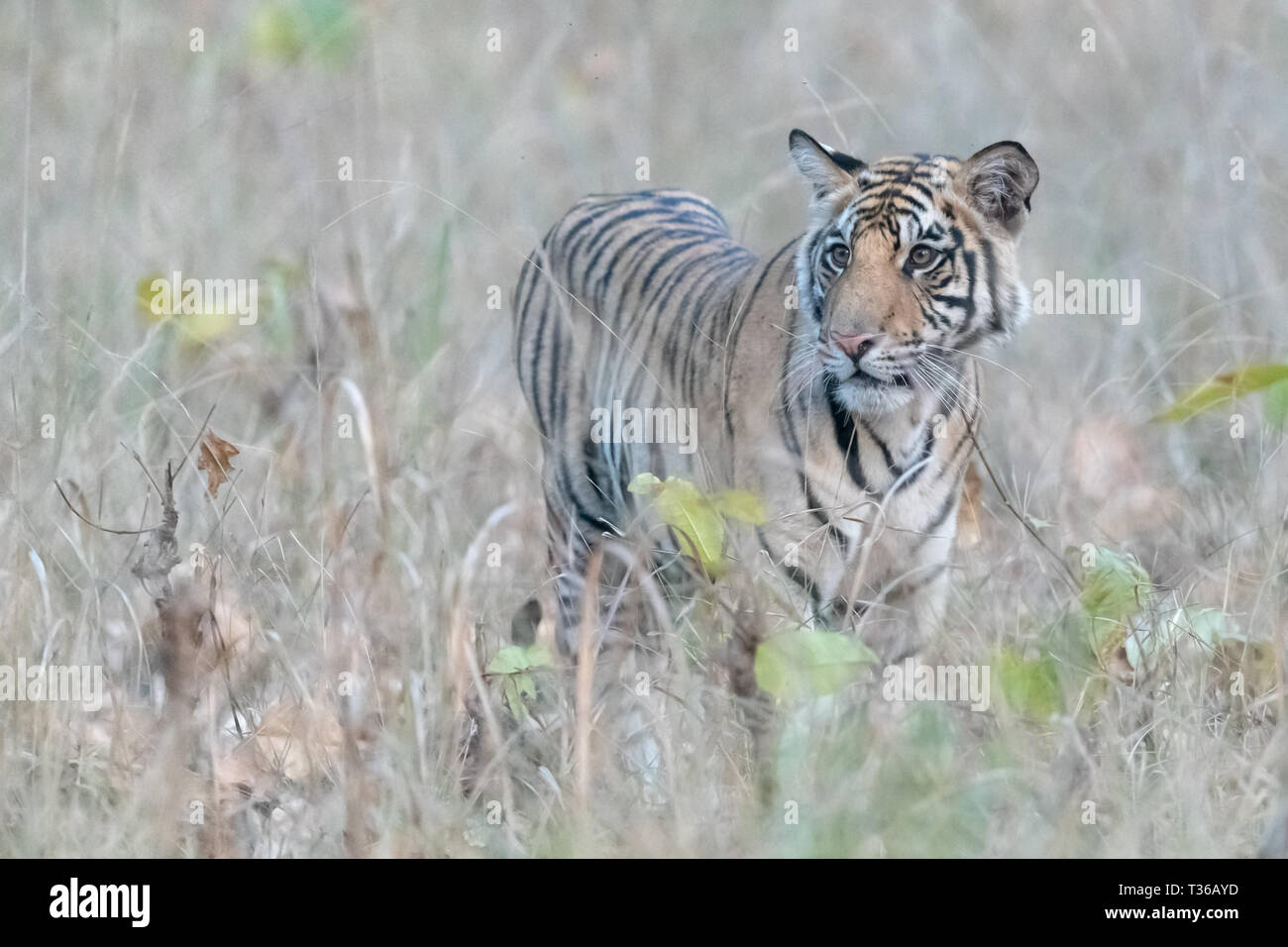 Fauna Selvatica Del Bengala Immagini e Fotos Stock - Alamy