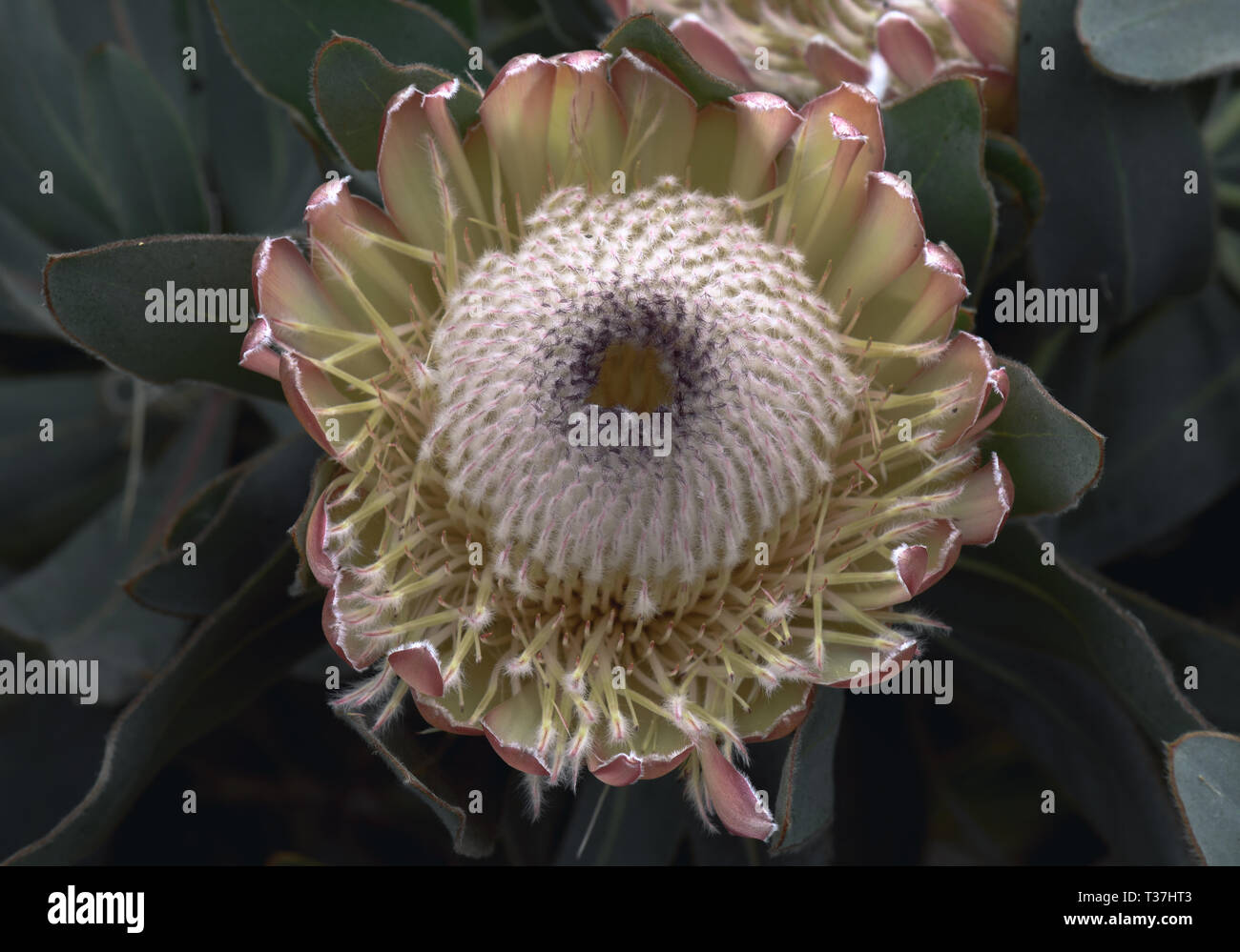 King protea flower immagini e fotografie stock ad alta risoluzione - Alamy