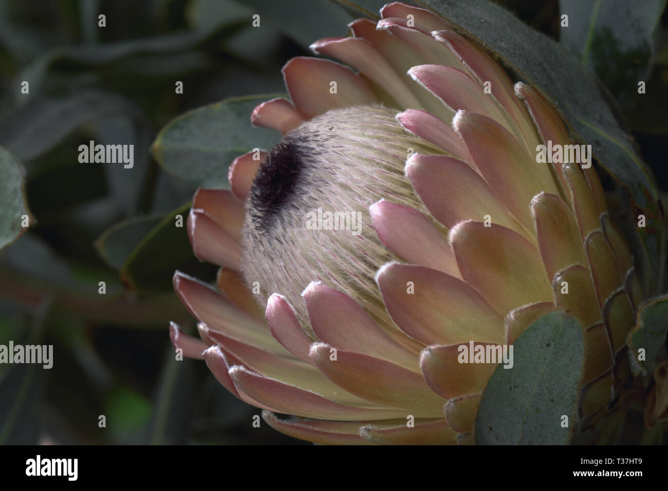 King protea flower immagini e fotografie stock ad alta risoluzione - Alamy