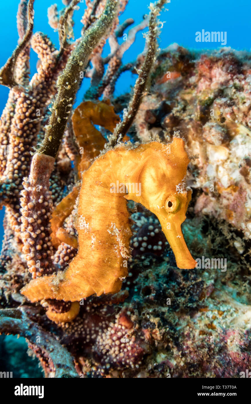 Cavalluccio marino pacifico immagini e fotografie stock ad alta ...