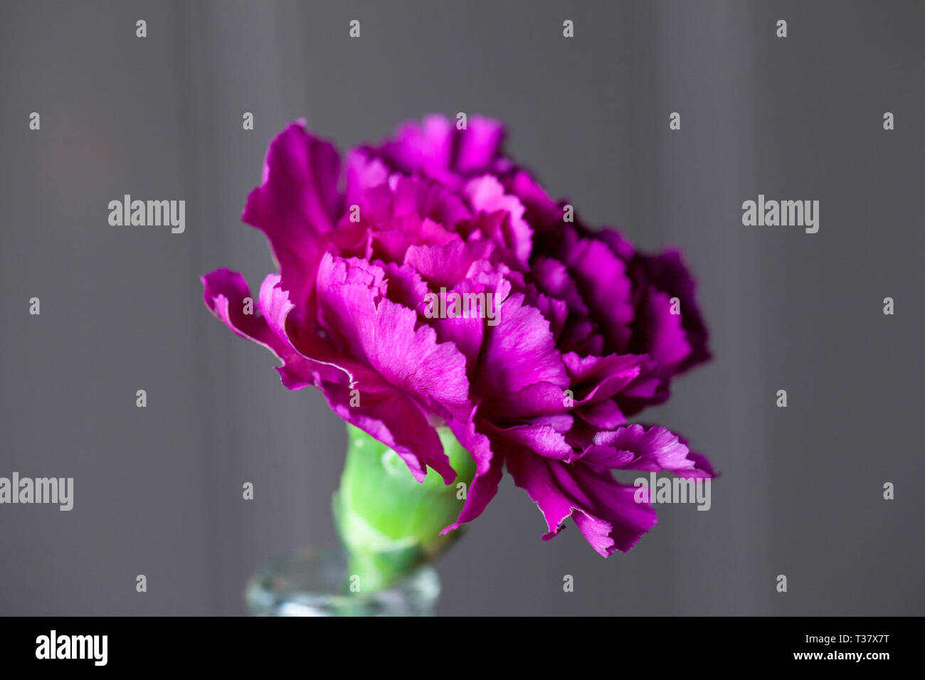 Garofano malva immagini e fotografie stock ad alta risoluzione - Alamy