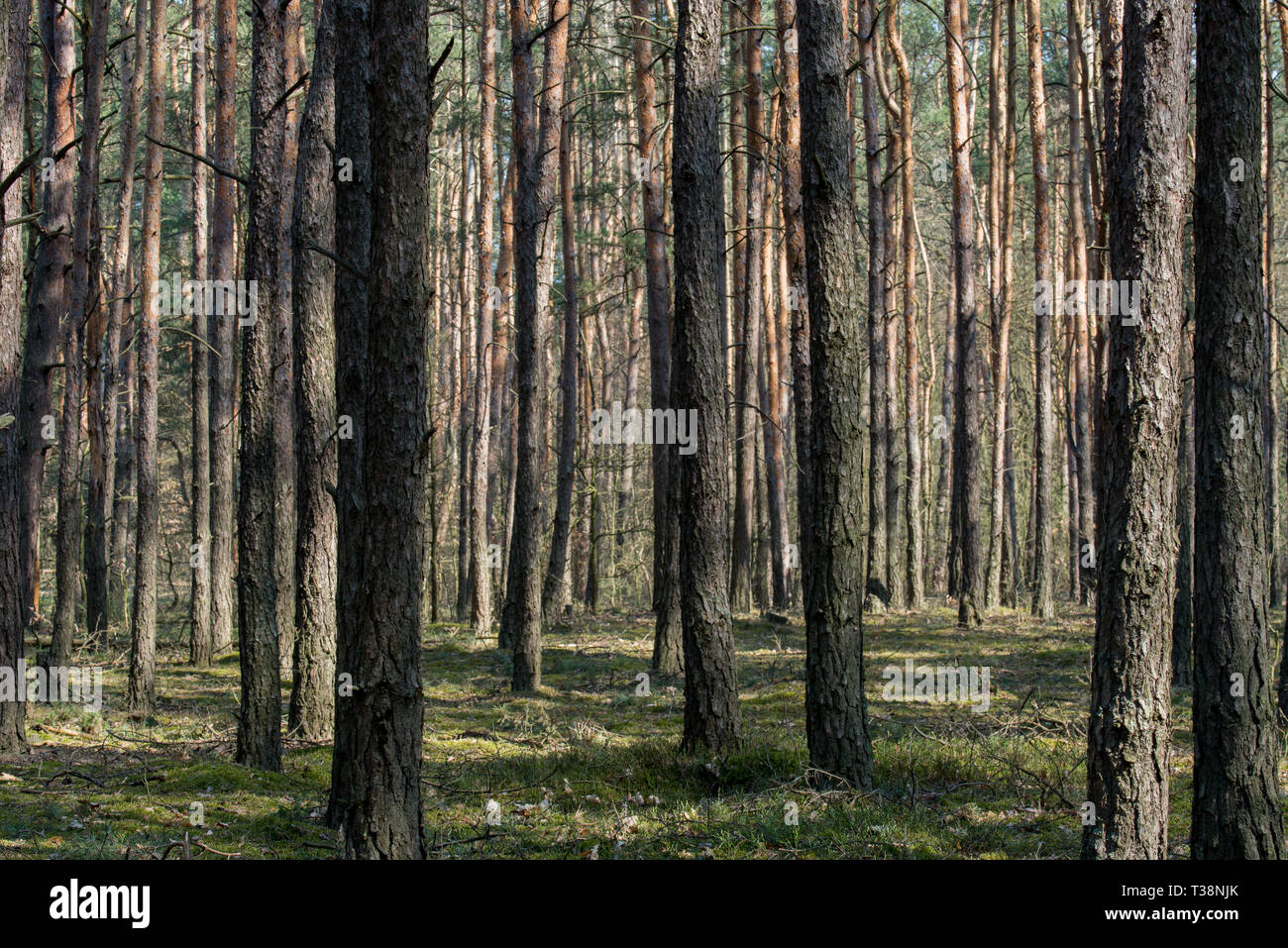 Ecosistema di pineta immagini e fotografie stock ad alta risoluzione ...