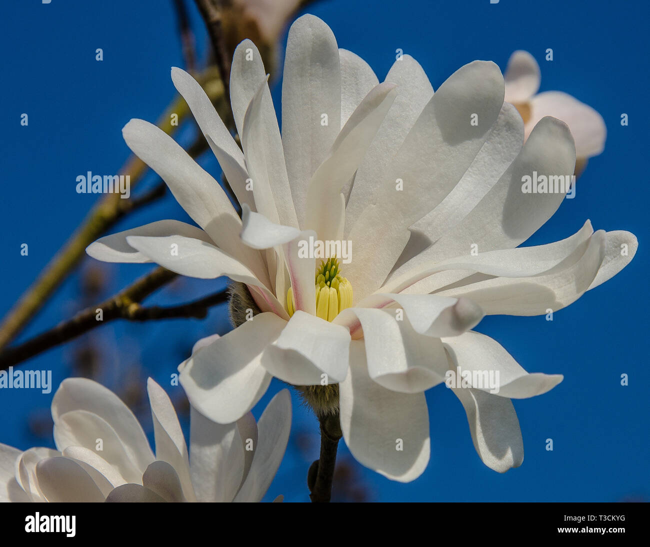 Dal nome del botanico francese pierre magnol immagini e fotografie ...