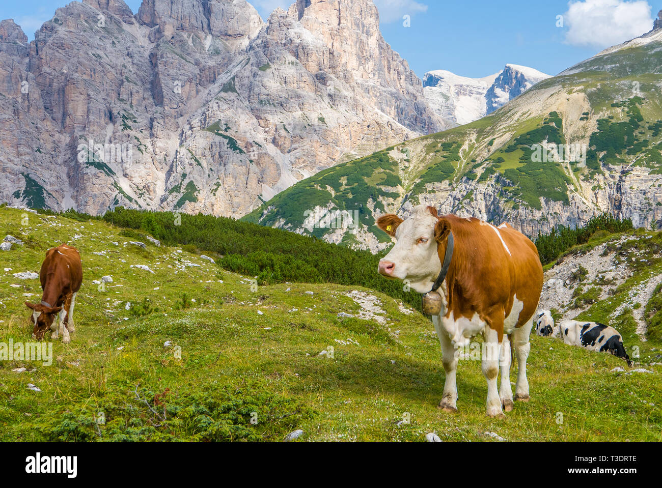Alpine agriculture immagini e fotografie stock ad alta risoluzione - Alamy