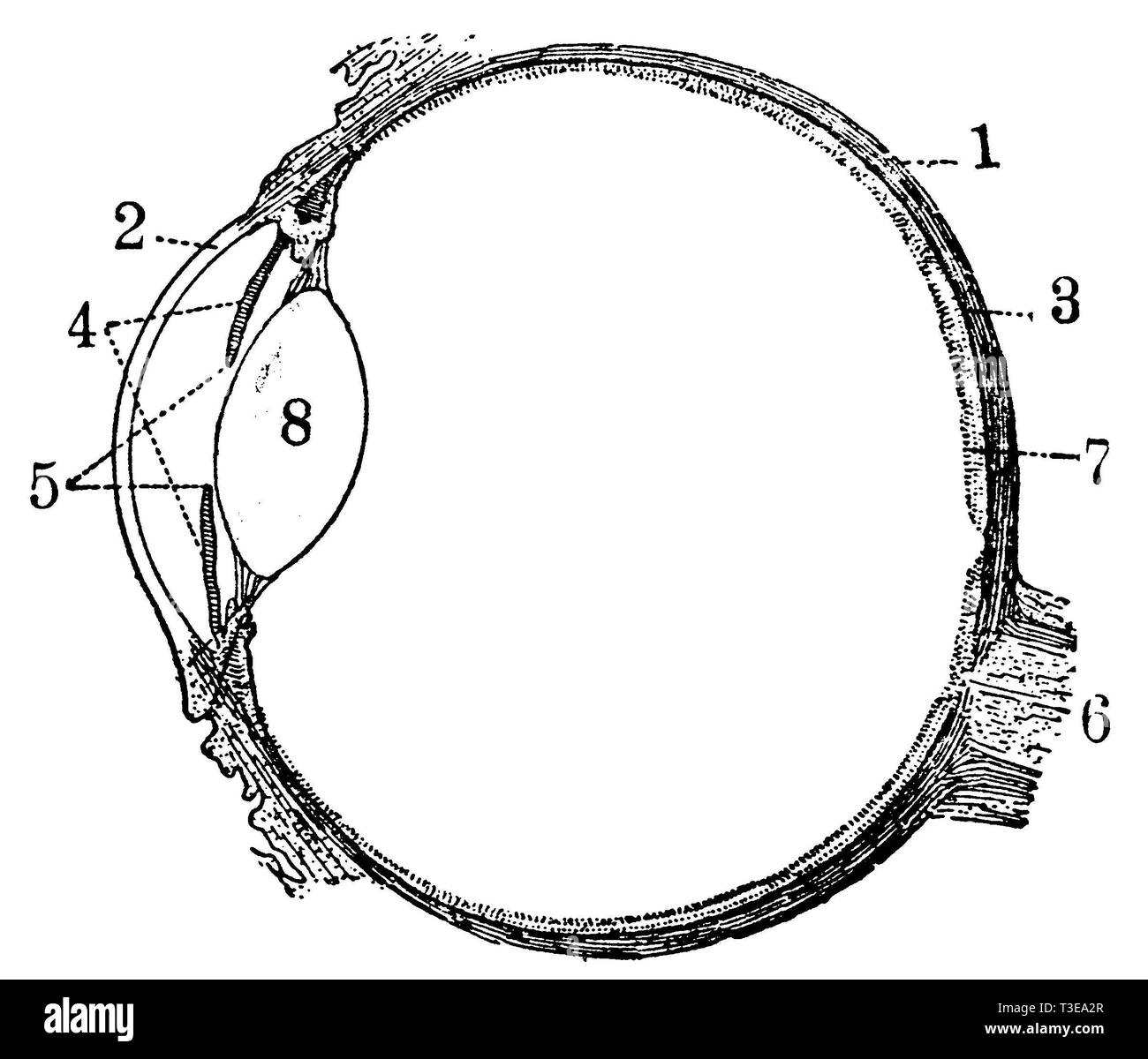 Bulbo oculare anatomia Foto e Immagini Stock in Bianco e Nero - Alamy