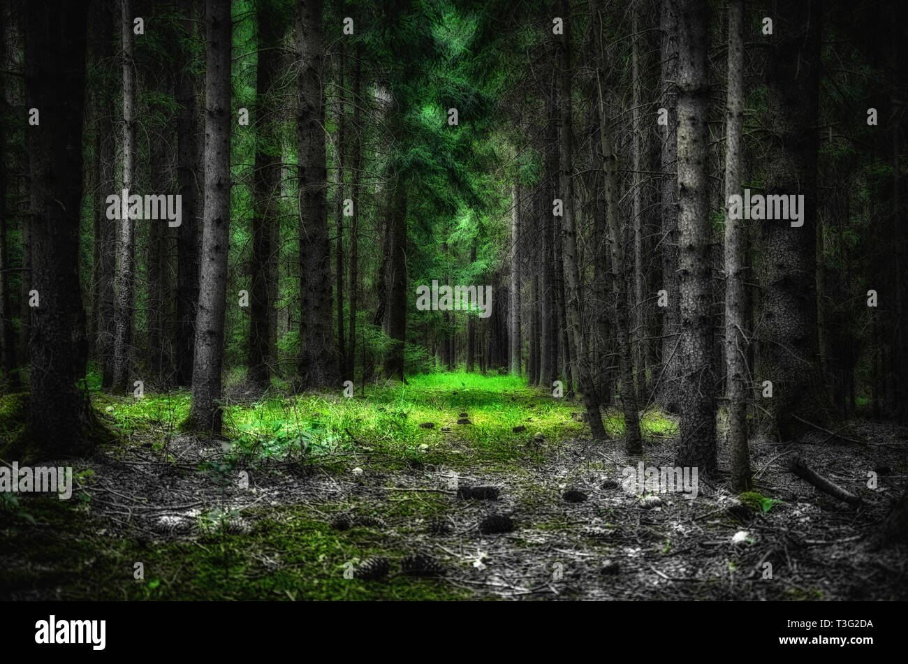 Foresta waldviertel immagini e fotografie stock ad alta risoluzione - Alamy