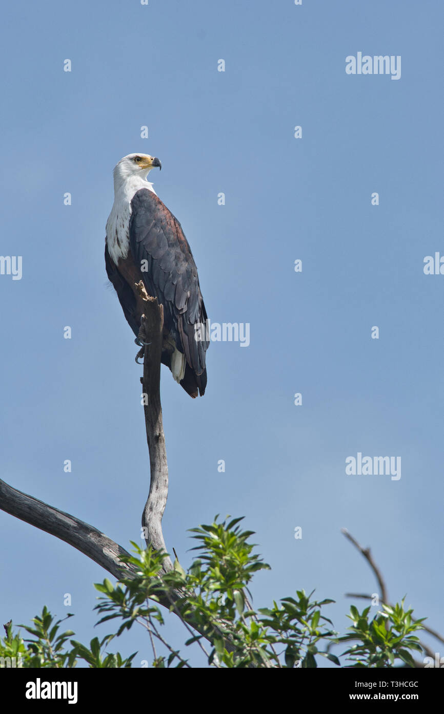 Pesce aquila pescatrice africana immagini e fotografie stock ad alta ...