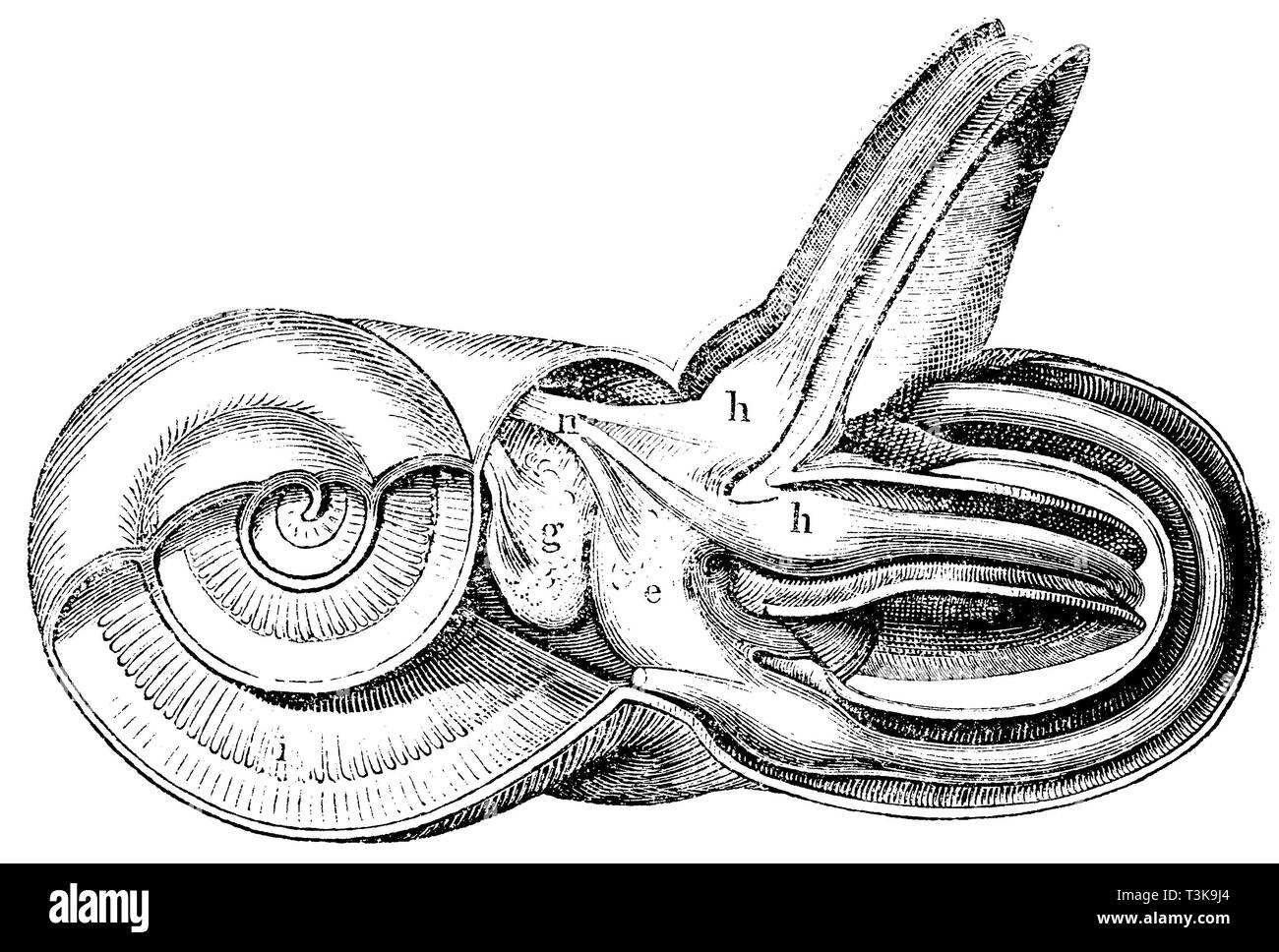 Nervo uditivo immagini e fotografie stock ad alta risoluzione - Alamy