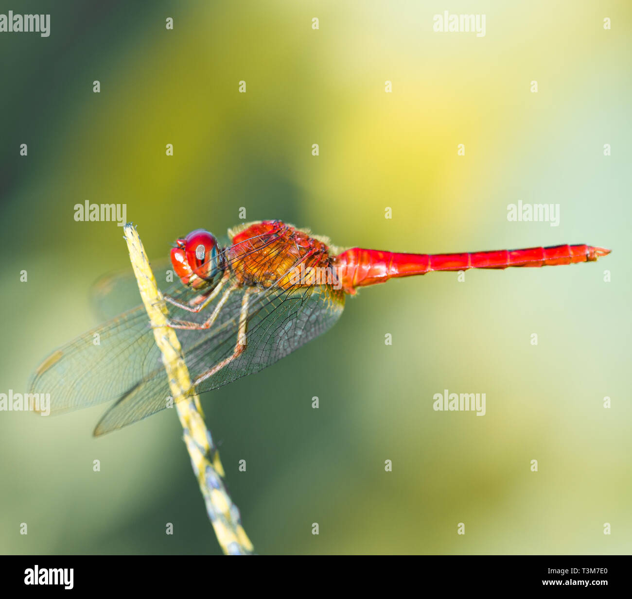 Insetti dell'indonesia immagini e fotografie stock ad alta risoluzione ...