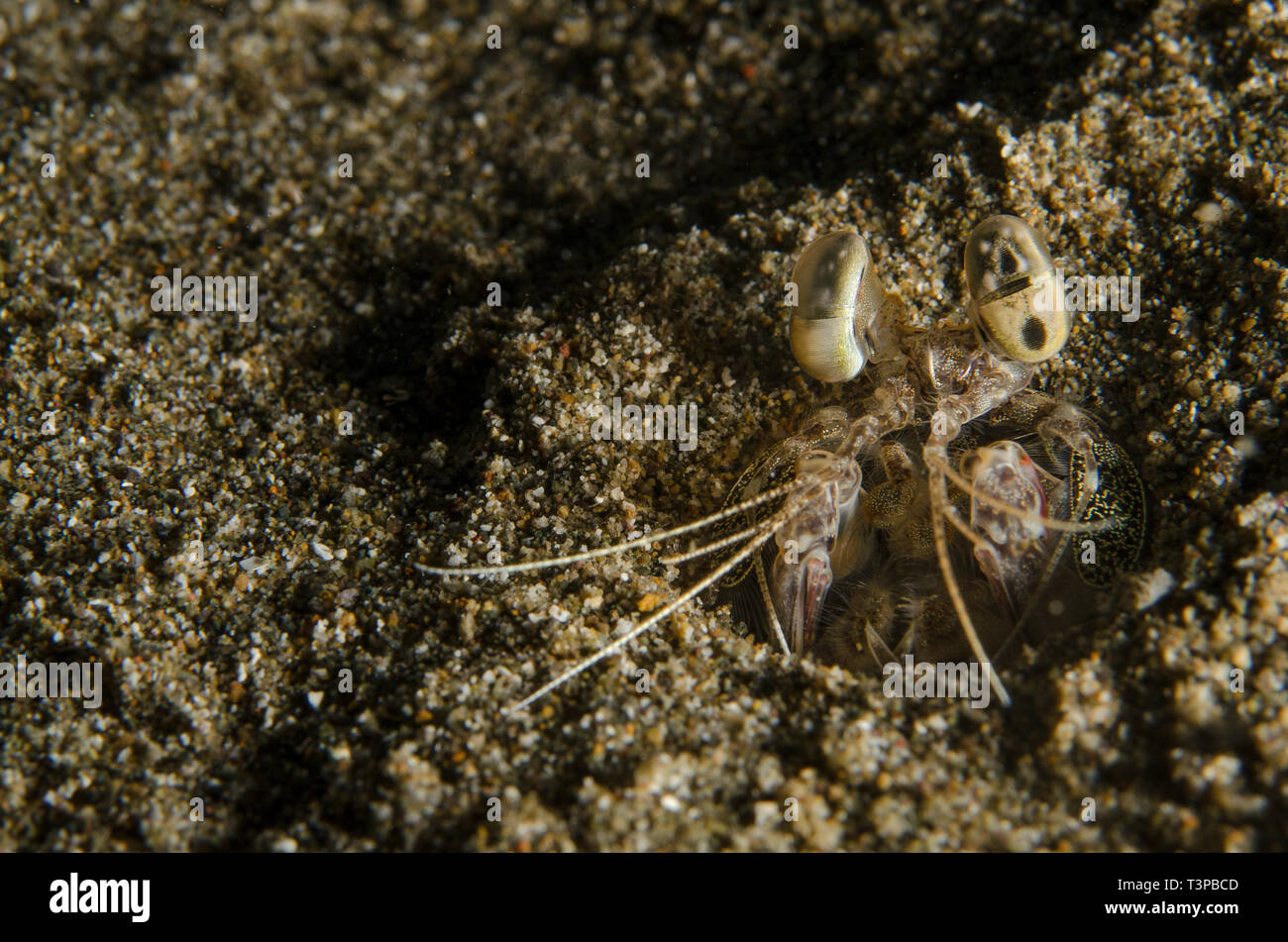 Invertebrati invertebrati invertebrati indo pacifici oceano orizzontale ...