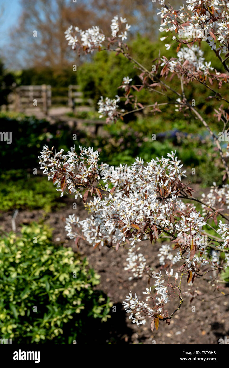Amelanchier lamarckii snowy mespilus immagini e fotografie stock ad ...