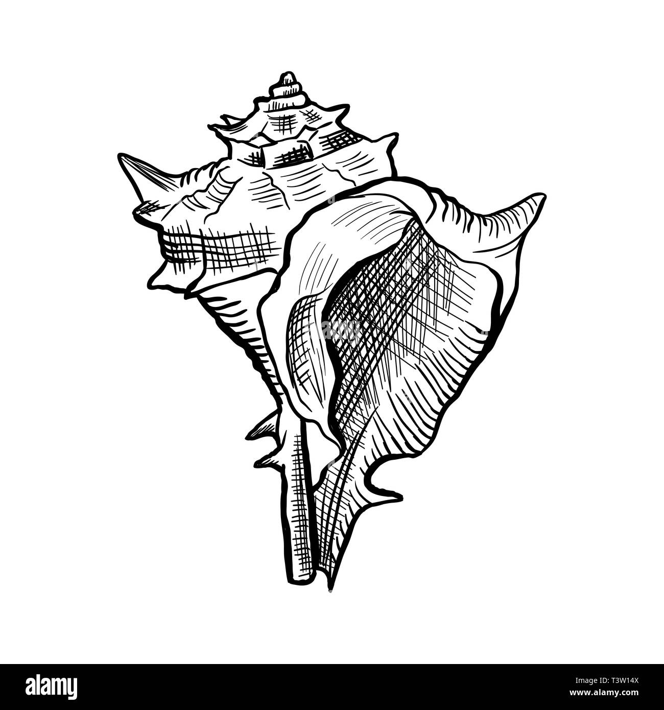 Murex angolare seashell disegnati a mano illustrazione. Seashore conch ...