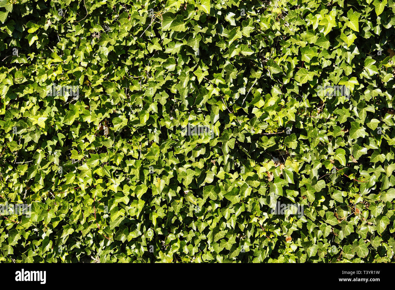 Muro verde edera sfondo immagini e fotografie stock ad alta risoluzione ...