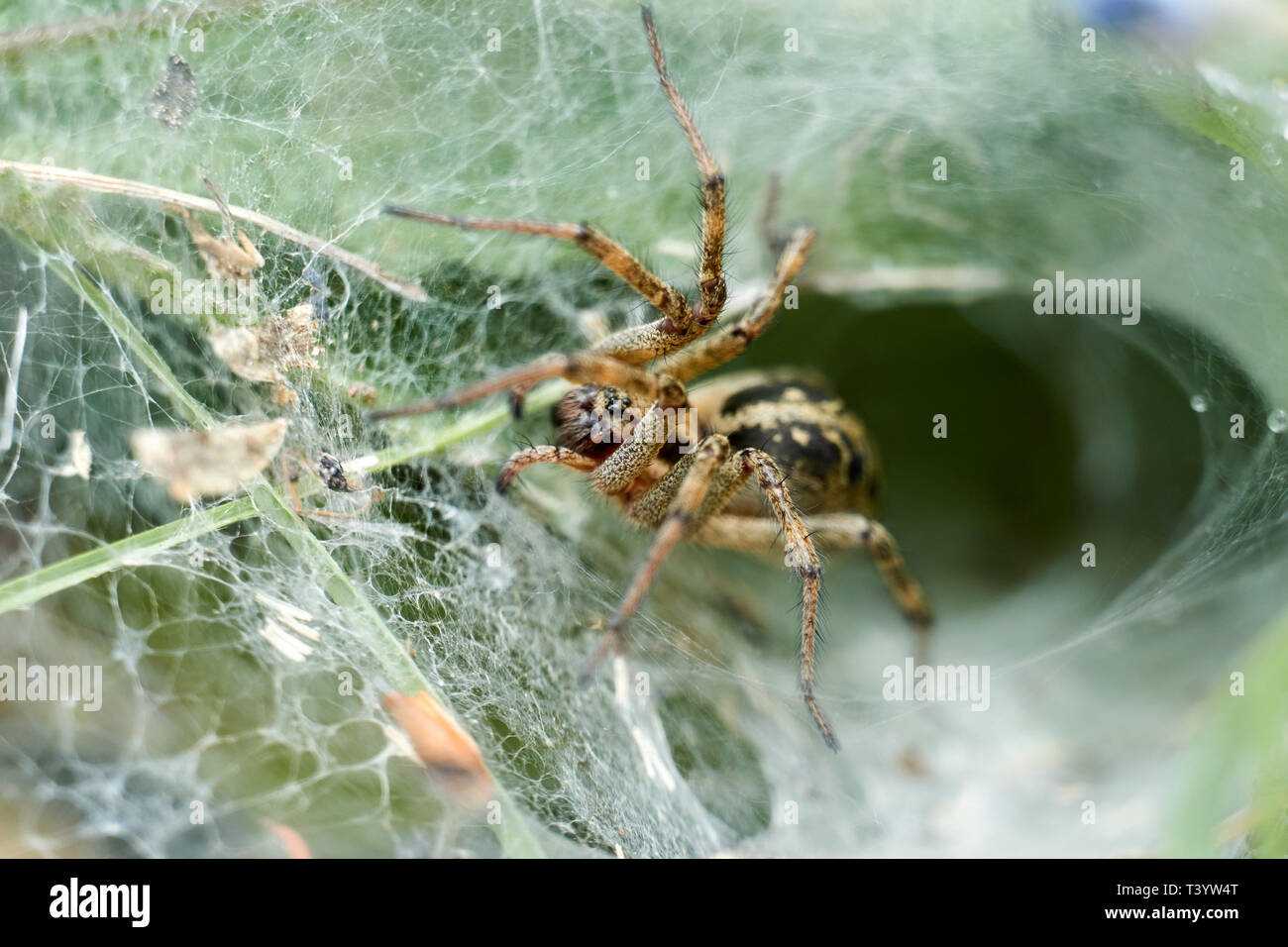 Giovani ragni nel nido immagini e fotografie stock ad alta risoluzione ...