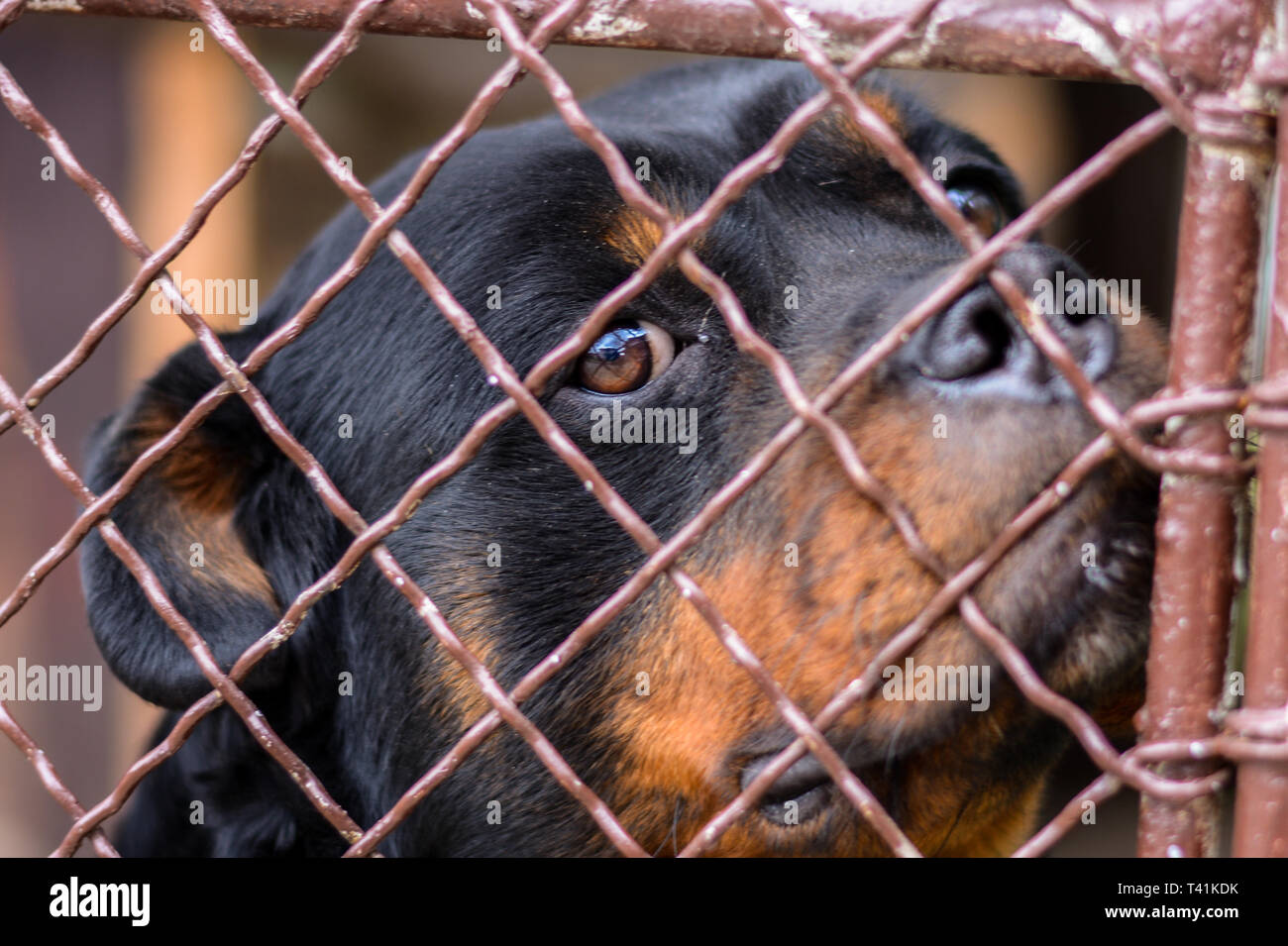 Rottweiler arrabbiato immagini e fotografie stock ad alta risoluzione ...