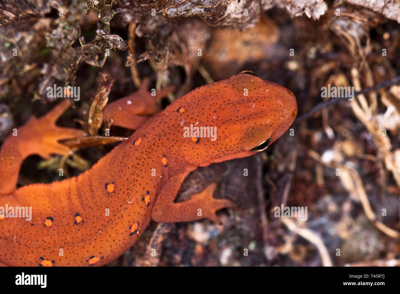 Red eft newt immagini e fotografie stock ad alta risoluzione - Alamy