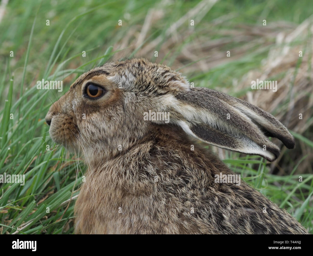Lepre comune immagini e fotografie stock ad alta risoluzione - Alamy