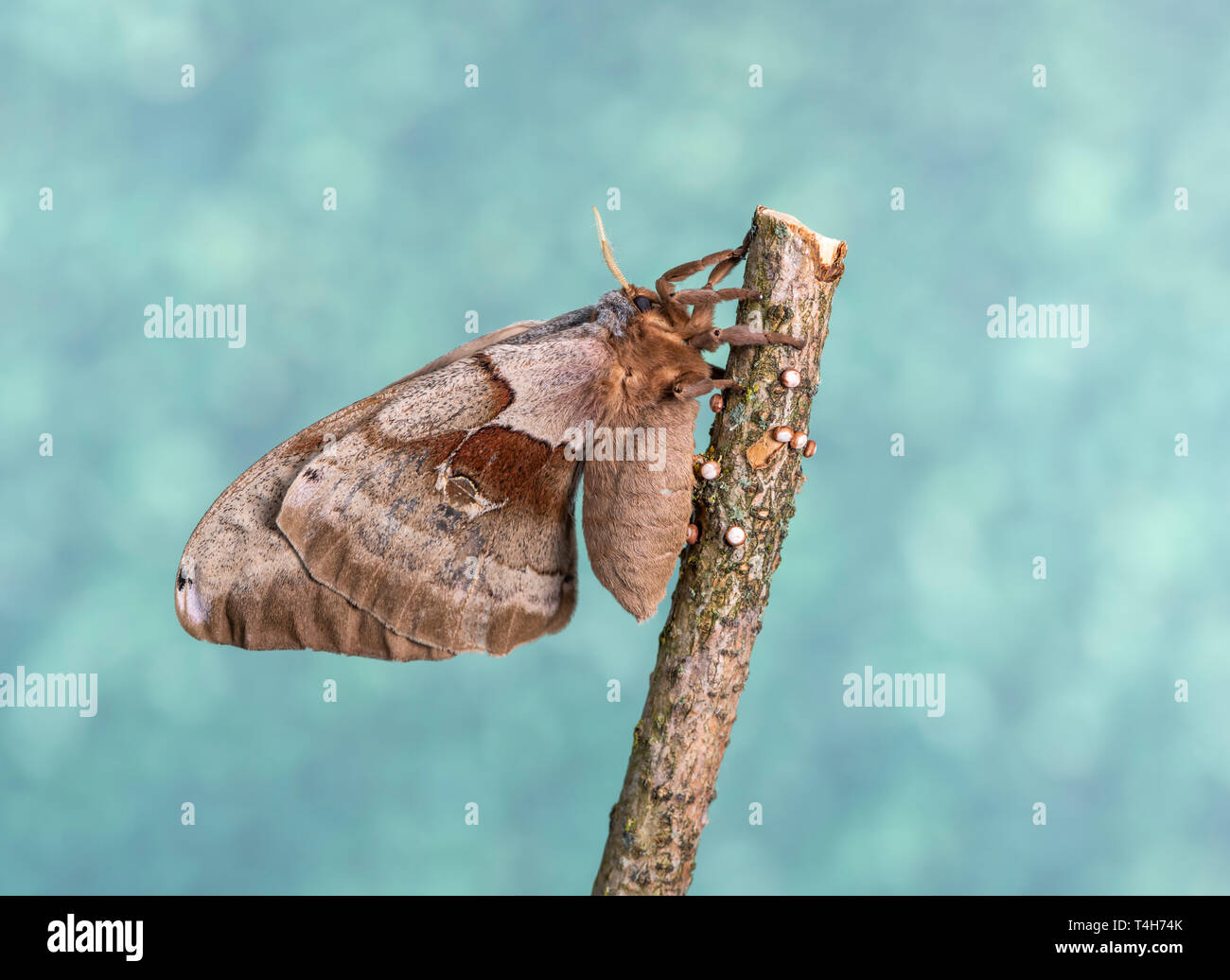 Falena gigante di seta immagini e fotografie stock ad alta risoluzione ...