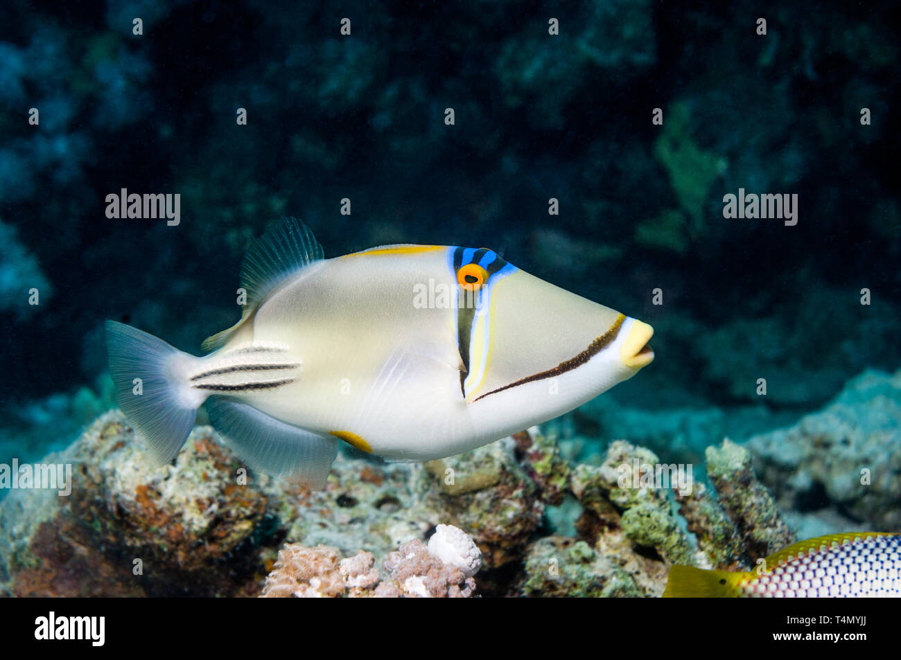 Arabian picassofish (Rhinecanthus assasi). Gamma di colore rosso sul ...