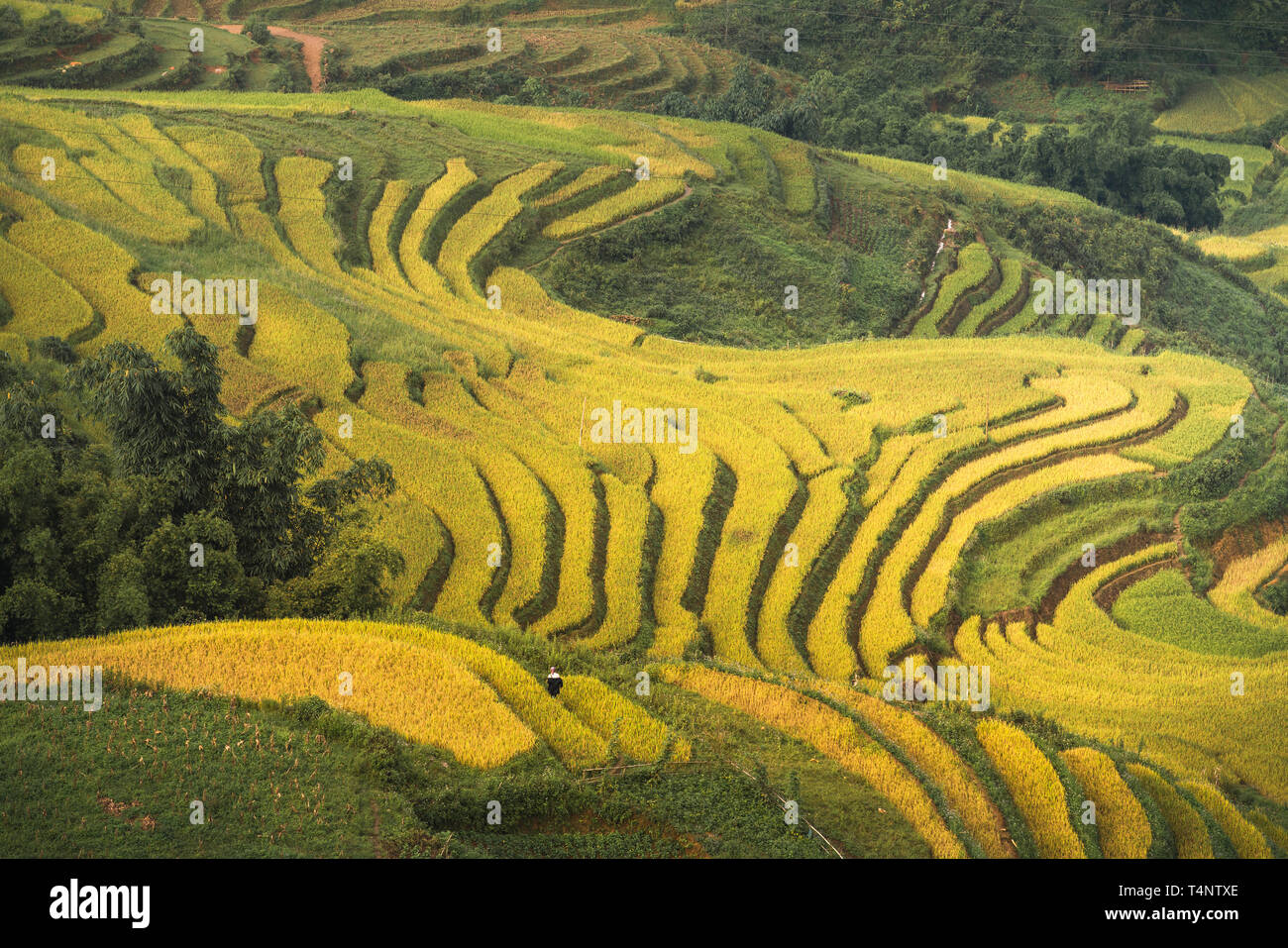 Alba su campi di riso prepara il raccolto a nord-ovest del Vietnam. I ...