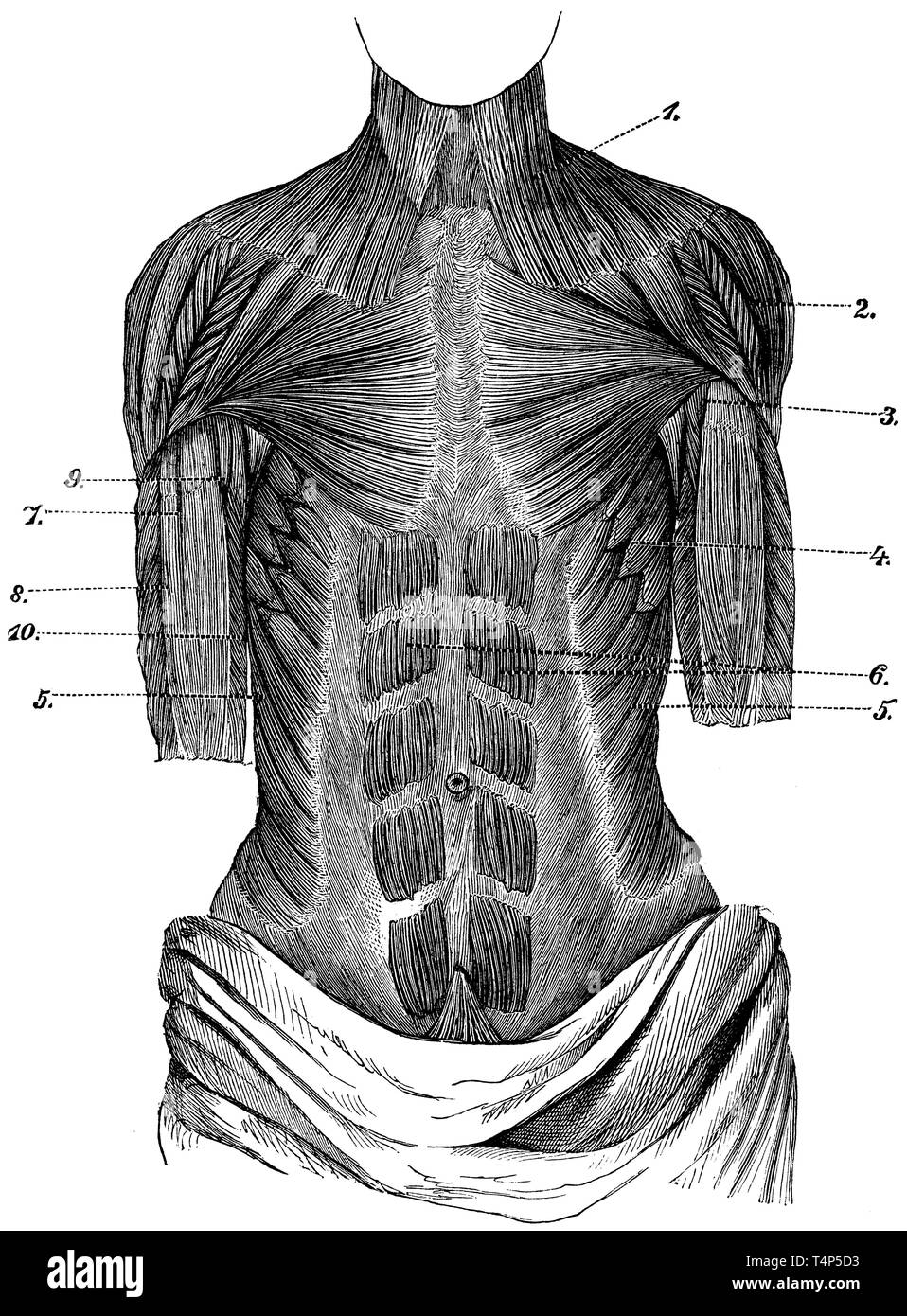 Anatomia del tronco Foto e Immagini Stock in Bianco e Nero - Alamy
