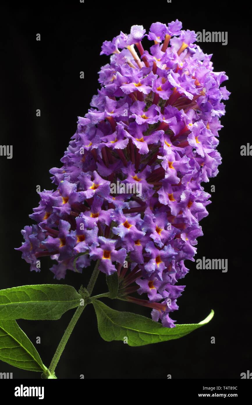 Piante di buddleja davidii immagini e fotografie stock ad alta ...