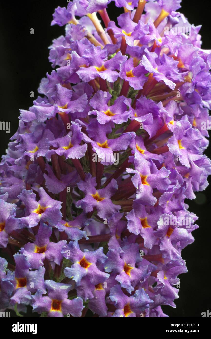 Piante di buddleja davidii immagini e fotografie stock ad alta ...