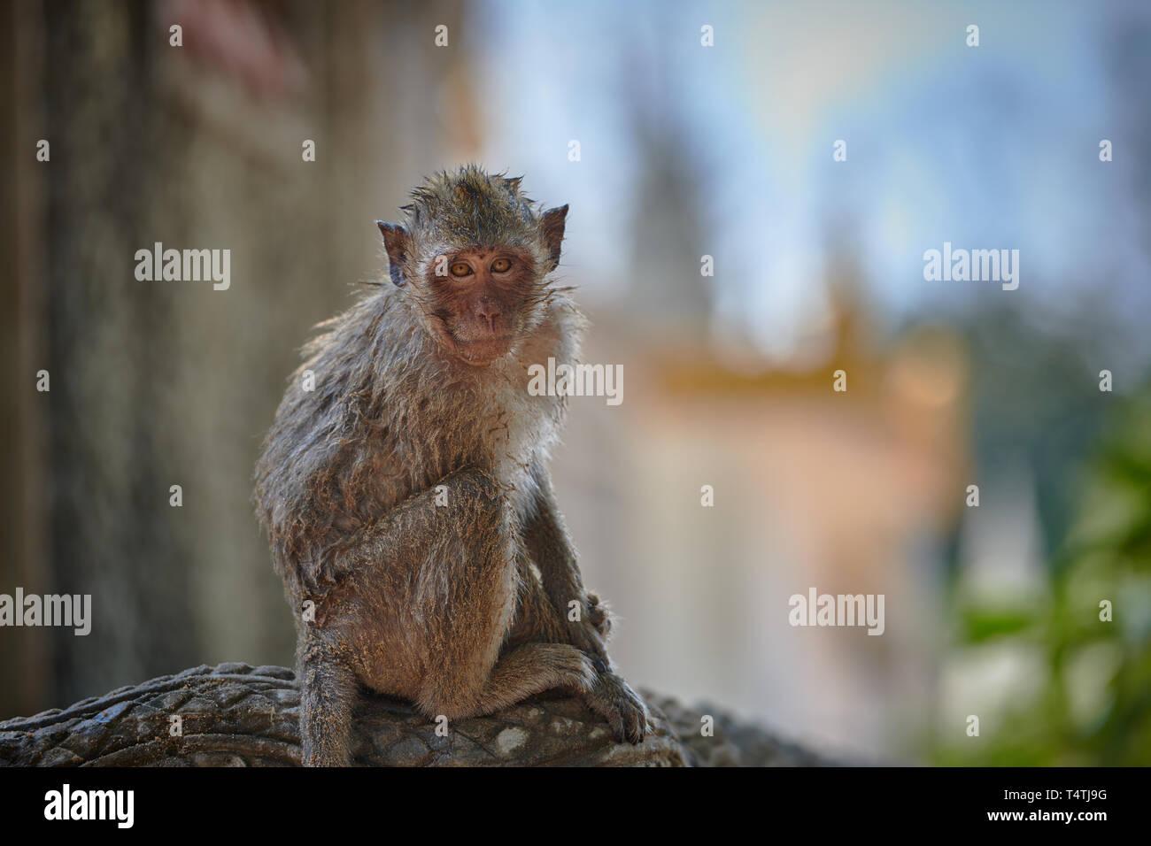 La fauna selvatica urbana di phnom penh immagini e fotografie stock ad ...