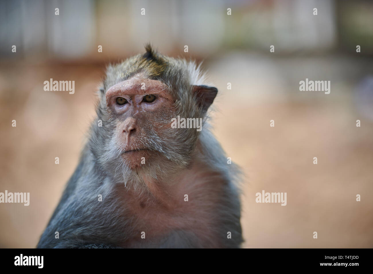 La fauna selvatica urbana di phnom penh immagini e fotografie stock ad ...