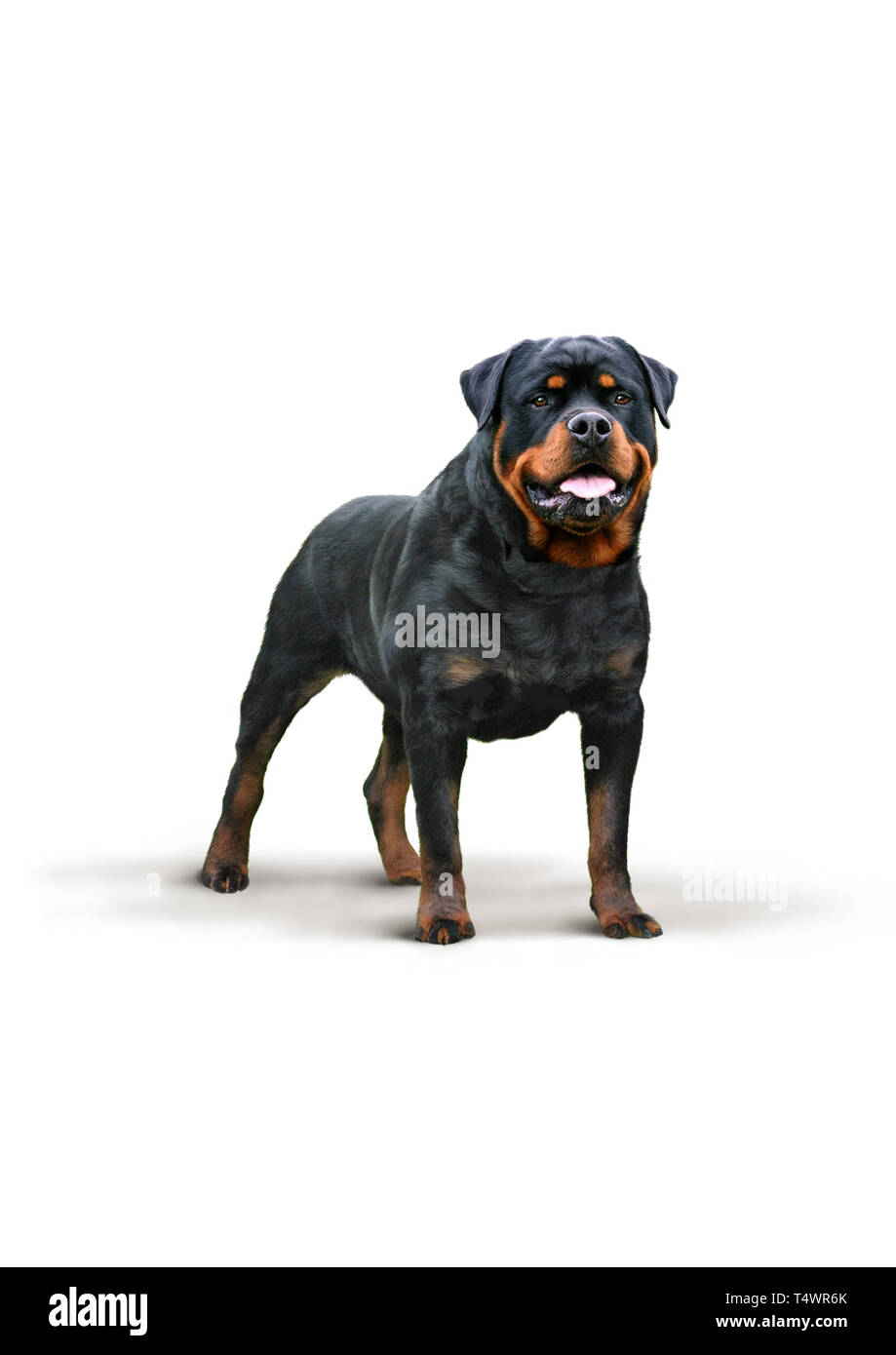 Rottweiler arrabbiato immagini e fotografie stock ad alta risoluzione ...