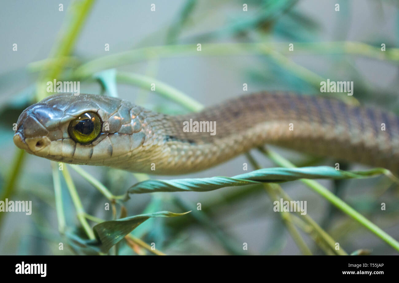 Il boomslang immagini e fotografie stock ad alta risoluzione - Alamy