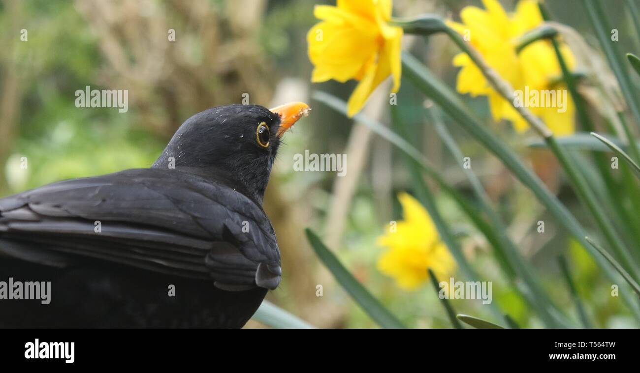 Merlo maschio in giardino immagini e fotografie stock ad alta ...