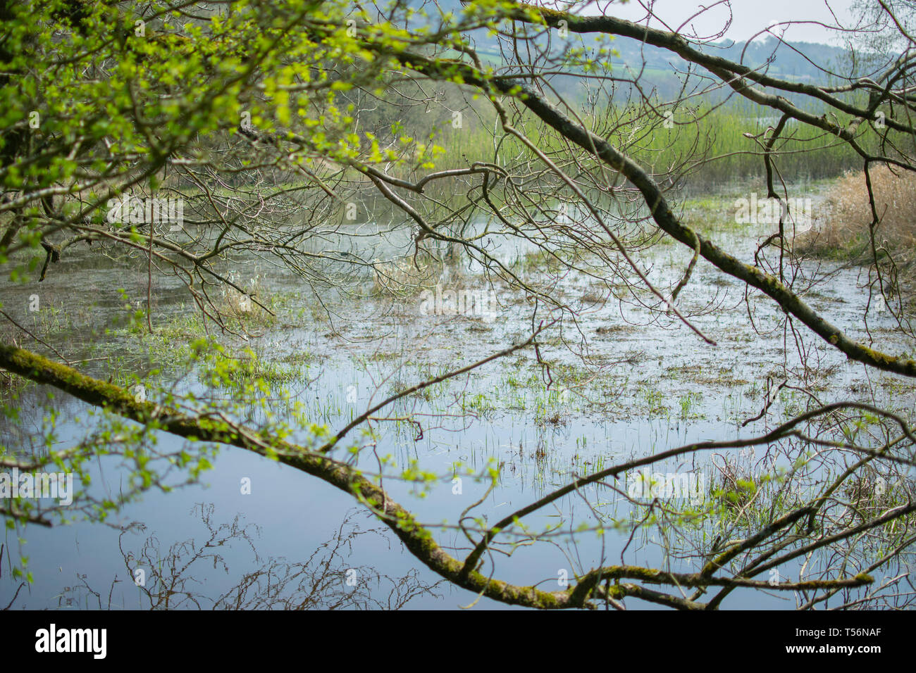Piante di palude immagini e fotografie stock ad alta risoluzione - Alamy