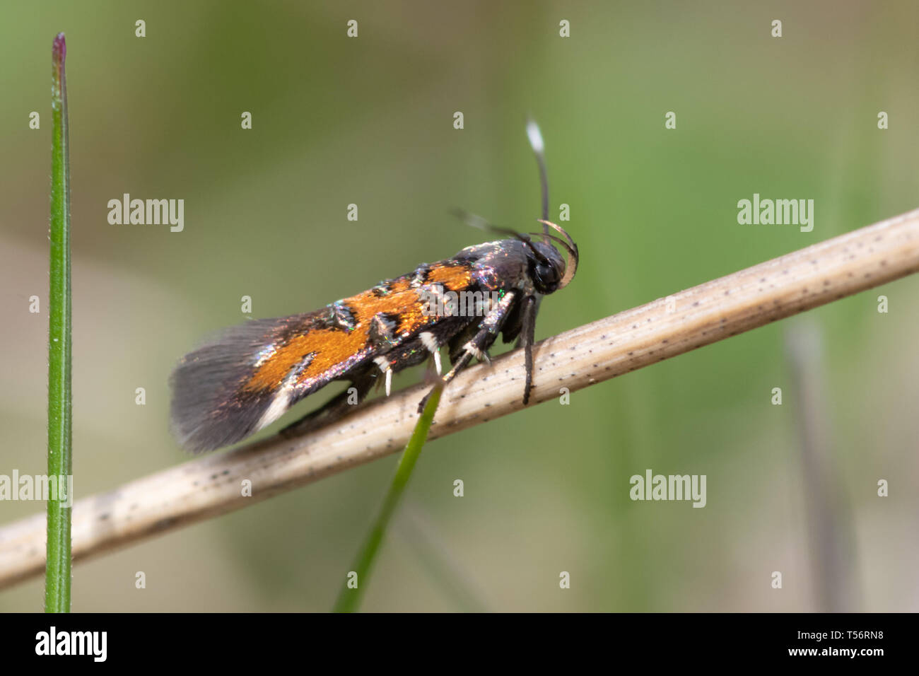 Falena pancalia leuwenhoekella immagini e fotografie stock ad alta ...