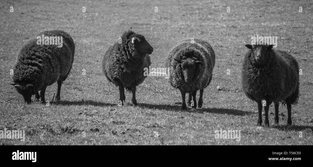 Pecore nere Foto e Immagini Stock in Bianco e Nero - Alamy