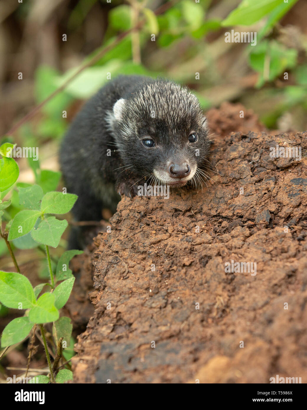 African civet immagini e fotografie stock ad alta risoluzione - Alamy