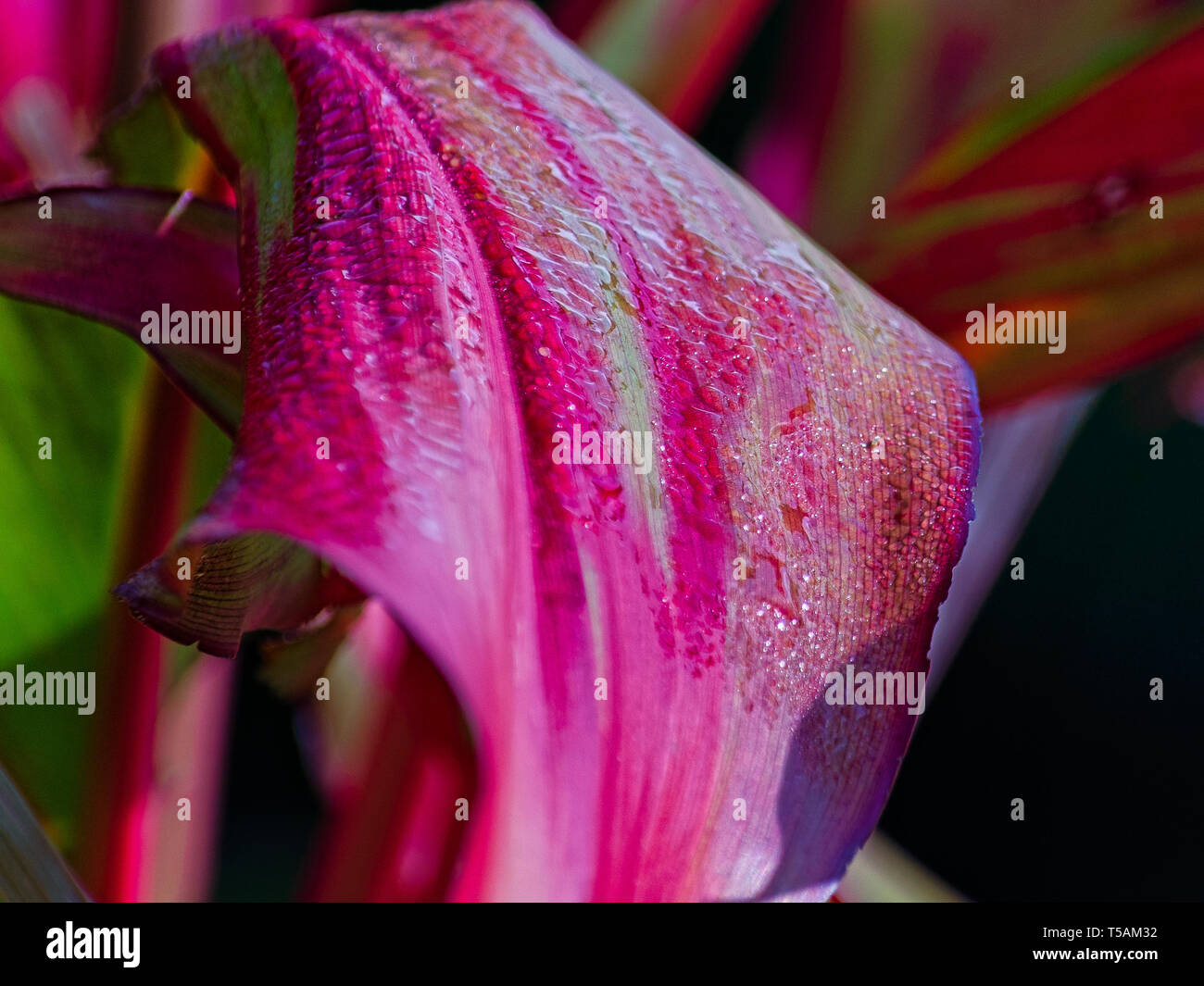 Flora di collina immagini e fotografie stock ad alta risoluzione - Alamy