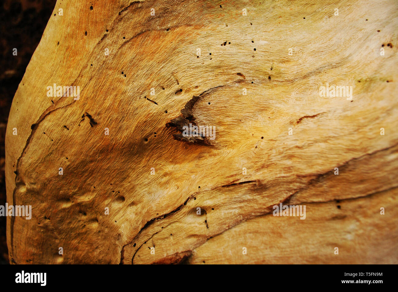 Tronco d'albero con forma animale immagini e fotografie stock ad alta ...