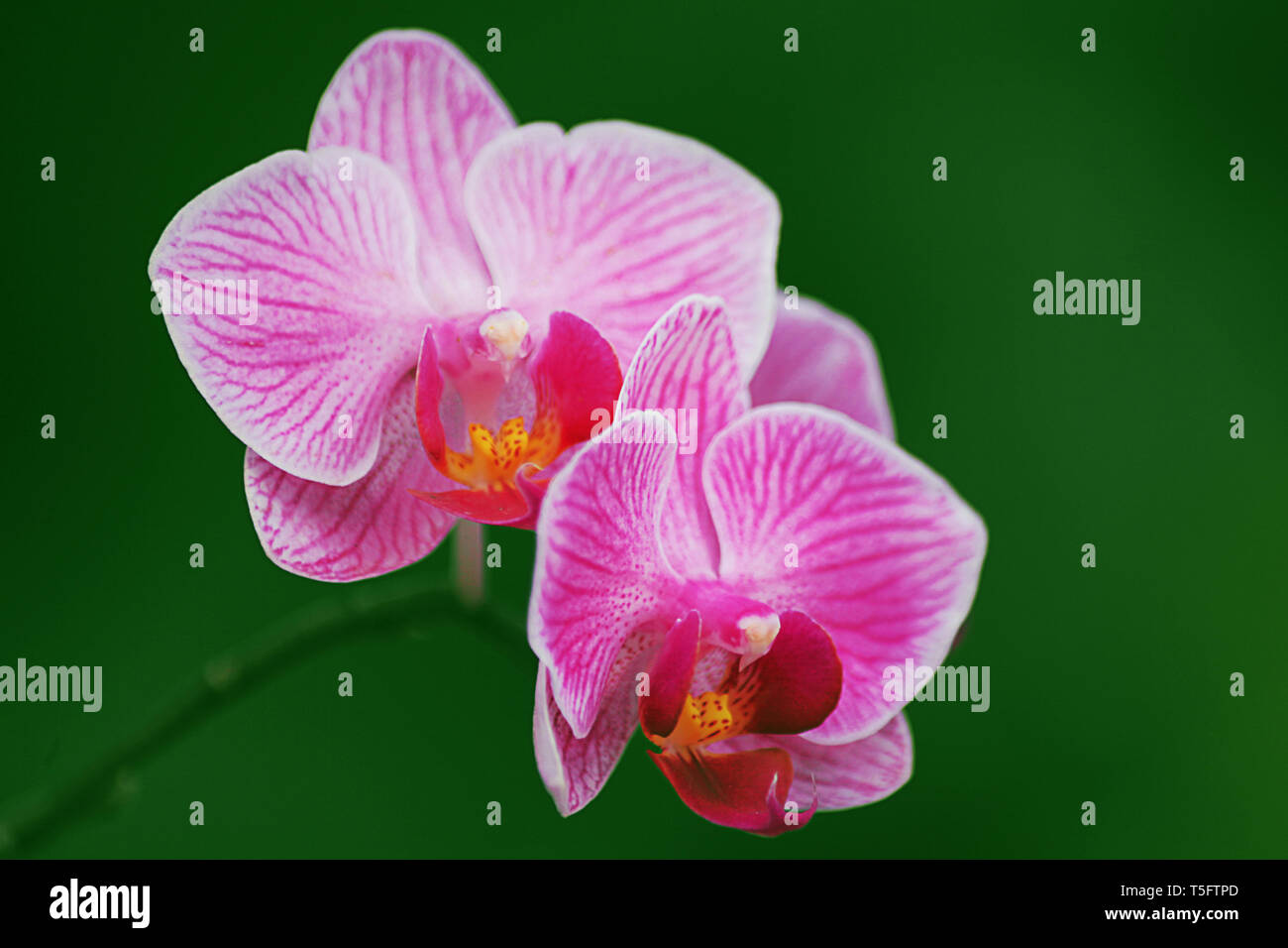 Indian orchids immagini e fotografie stock ad alta risoluzione - Alamy