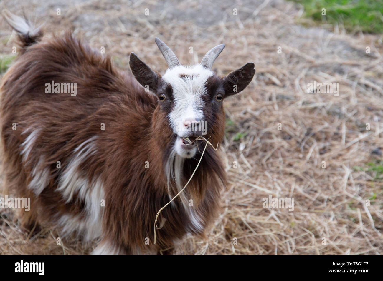 Capra pigmea africana immagini e fotografie stock ad alta risoluzione ...