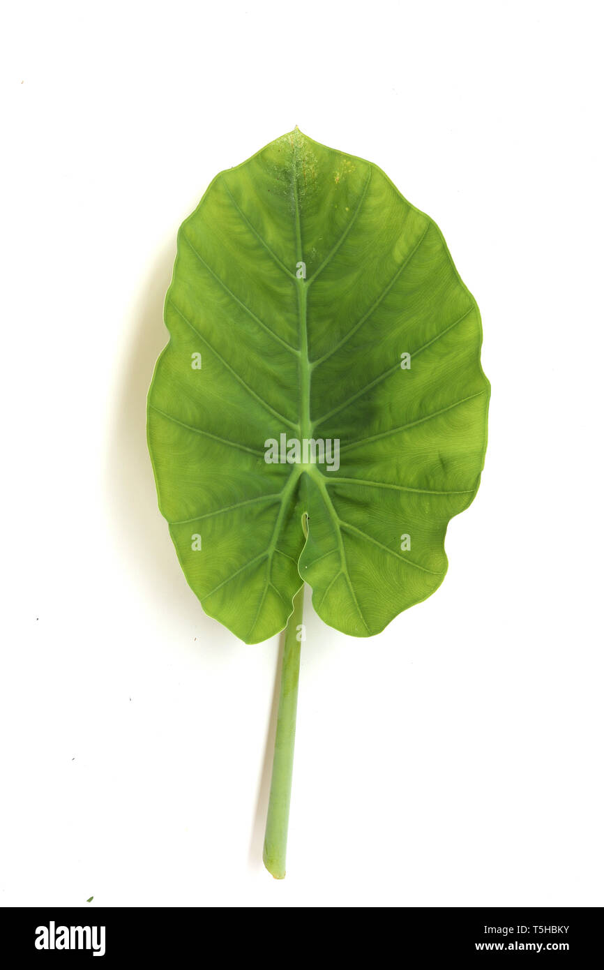 Orecchio di elefante orecchio colocasia pianta elefante orecchio ...