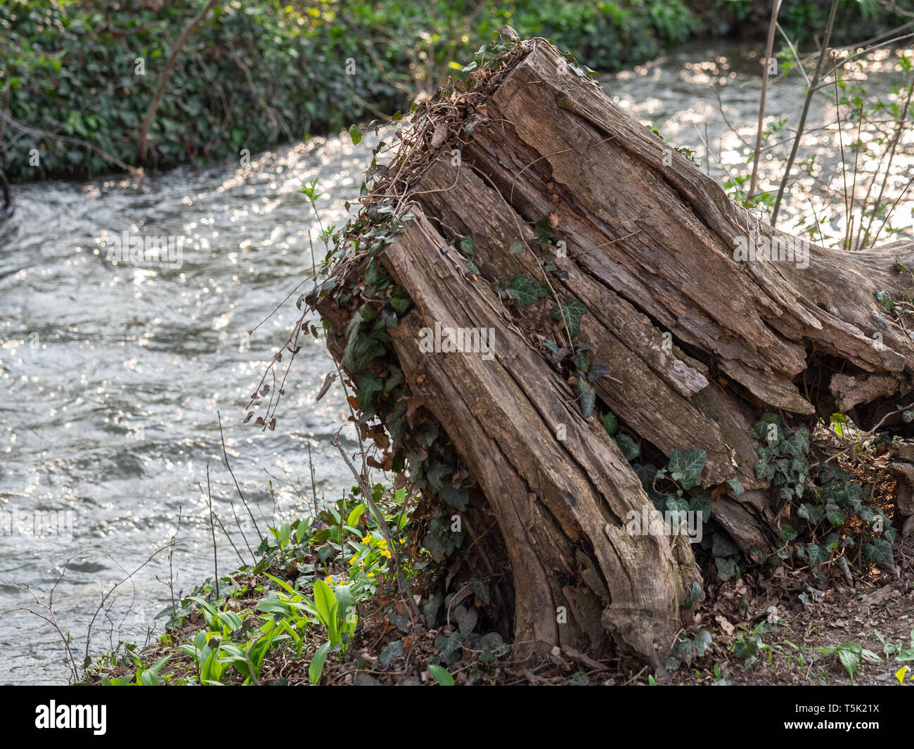 Acqua putrefatta immagini e fotografie stock ad alta risoluzione - Alamy