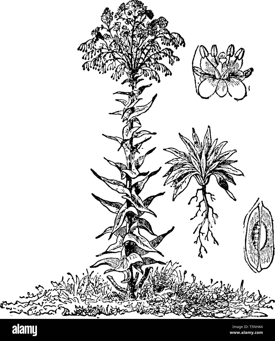 Pianta colorante blu Immagini Vettoriali Stock - Alamy