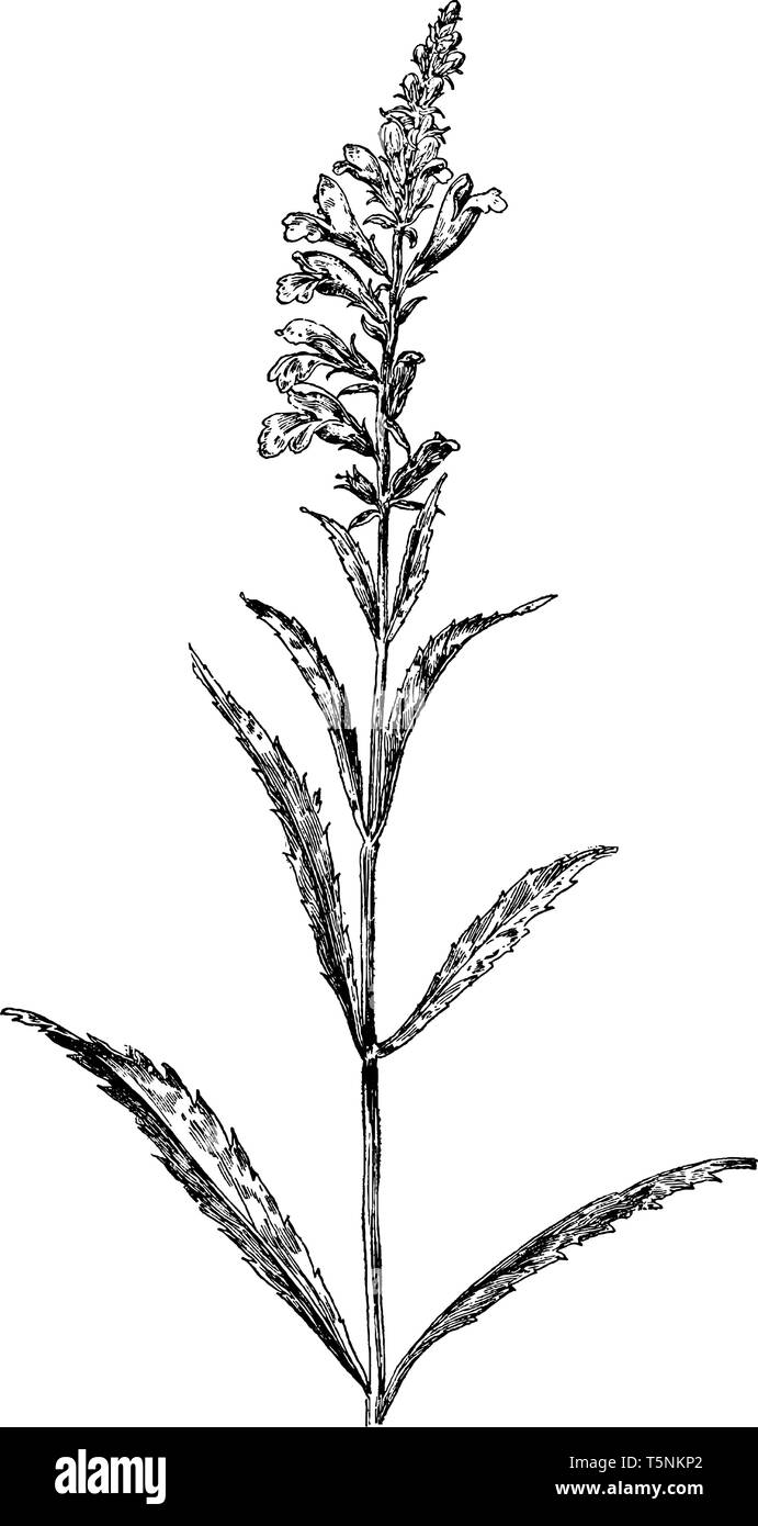 Una foto che mostra false Dragon-Head. Physostegia virginiana è il nome ...