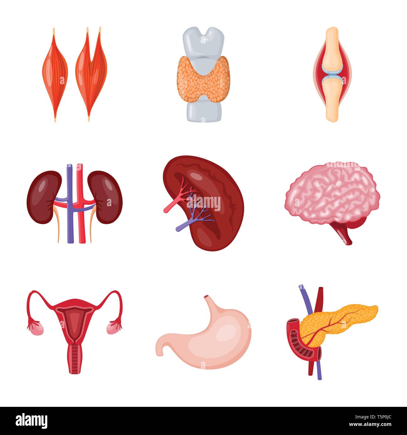 Muscolo dorsale,,osso,rene,cervello,urinario,stomaco,pancreas,organi ...