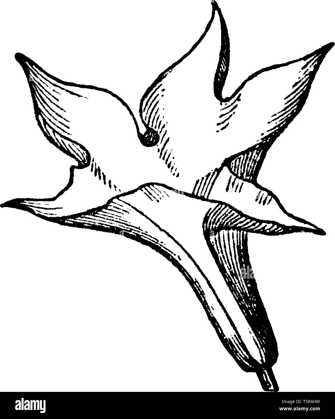 Corolla di un fiore Immagini Vettoriali Stock - Alamy