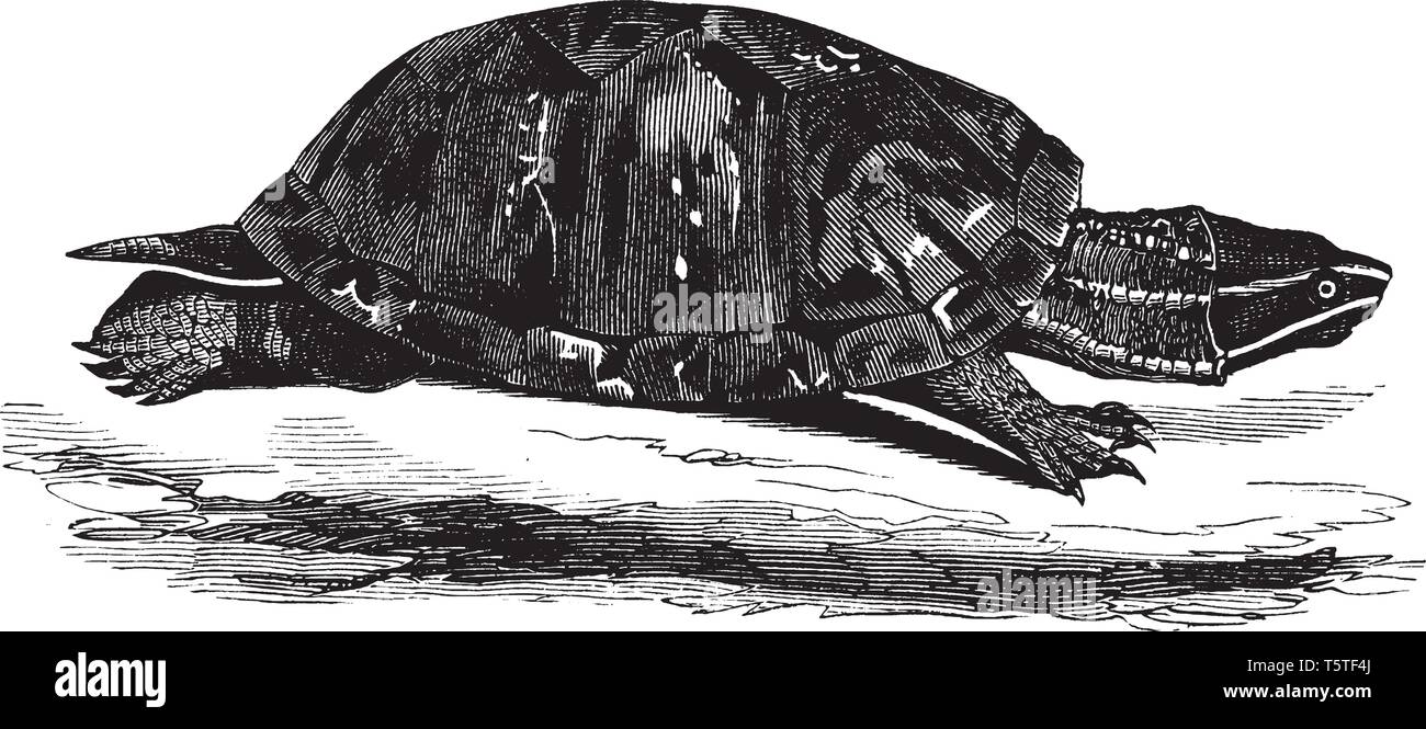 Il muschio di tartaruga è un membro della famiglia Kinosternidae ed ha ...