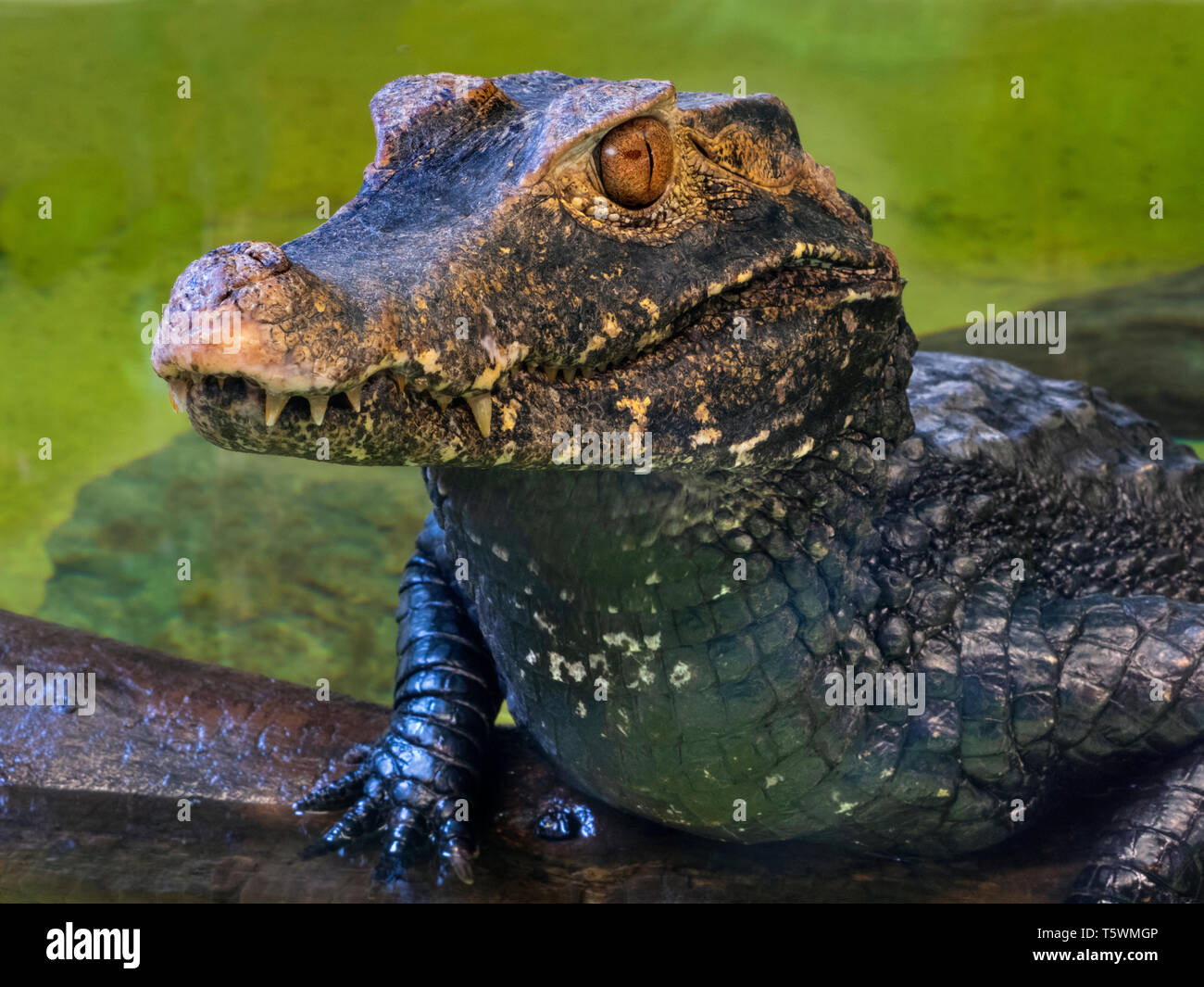 Paraguay del nord immagini e fotografie stock ad alta risoluzione - Alamy