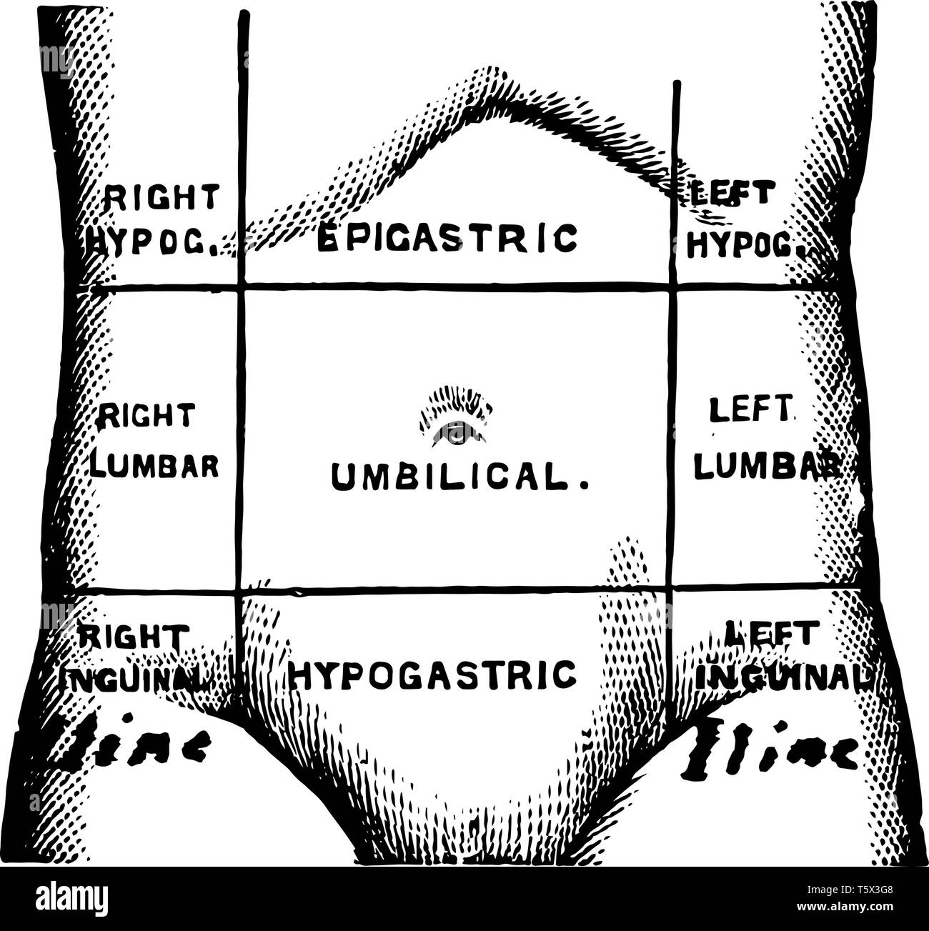L'addome è diviso in 9 regioni da due piani orizzontali di uno a ...