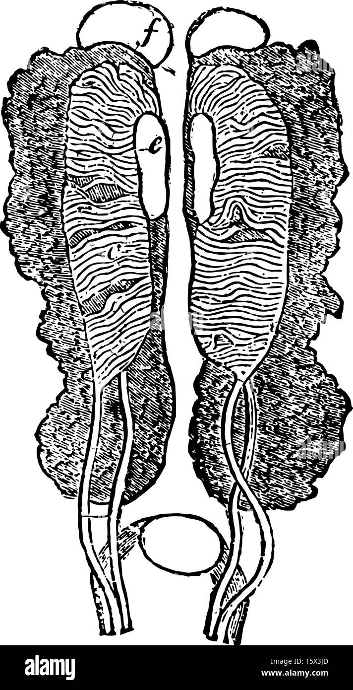 Organo genitale immagini e fotografie stock ad alta risoluzione - Alamy